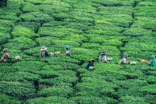 India's Tea Exports Rise 14% This Year - Amritt, Inc.